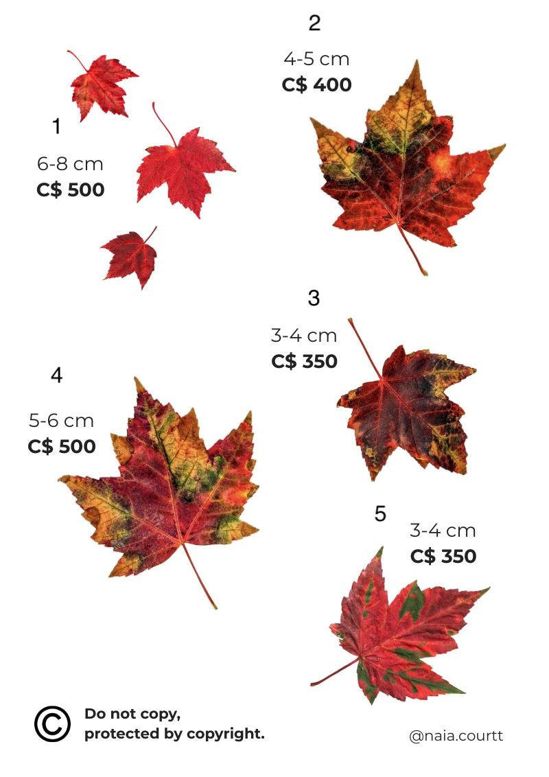 Maple Leaf Collection 2 – Chronic Ink
