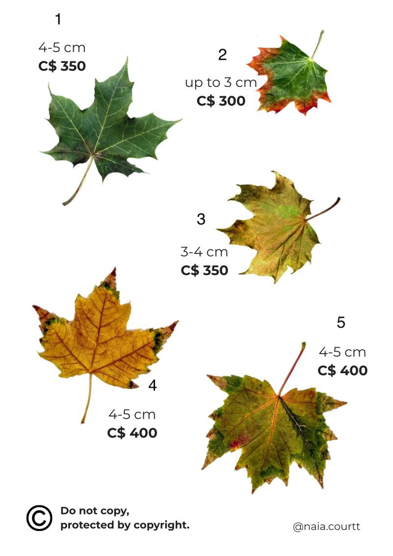Maple Leaf Collection 3 – Chronic Ink